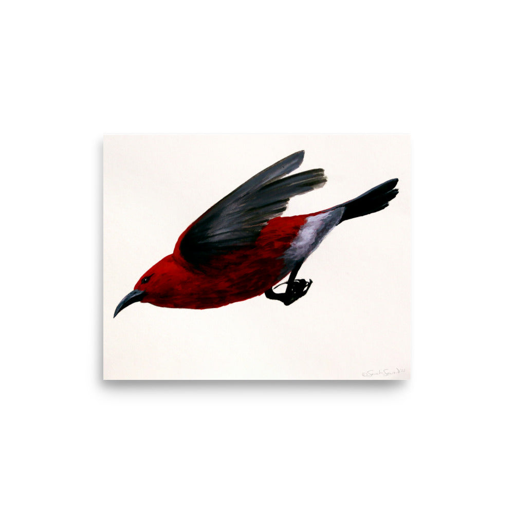 Apapane in Flight, Bird Print – Sarah Soward